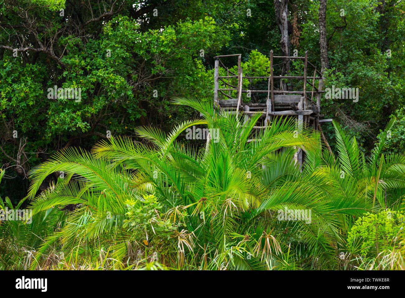 Viewing tower, Kasanka Bat migration, Kasanka National Park, Serenje ...