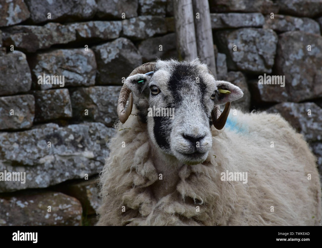 Curled horns on a ewe in the Yorkshire Dales Stock Photo - Alamy