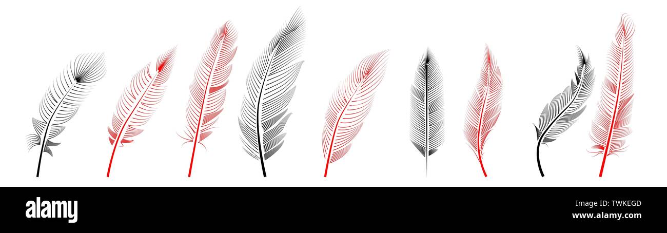 Collection of feather illustration, drawing, engraving, ink line art ...