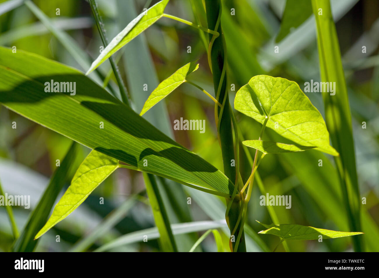 Twining Stems And Tendrils