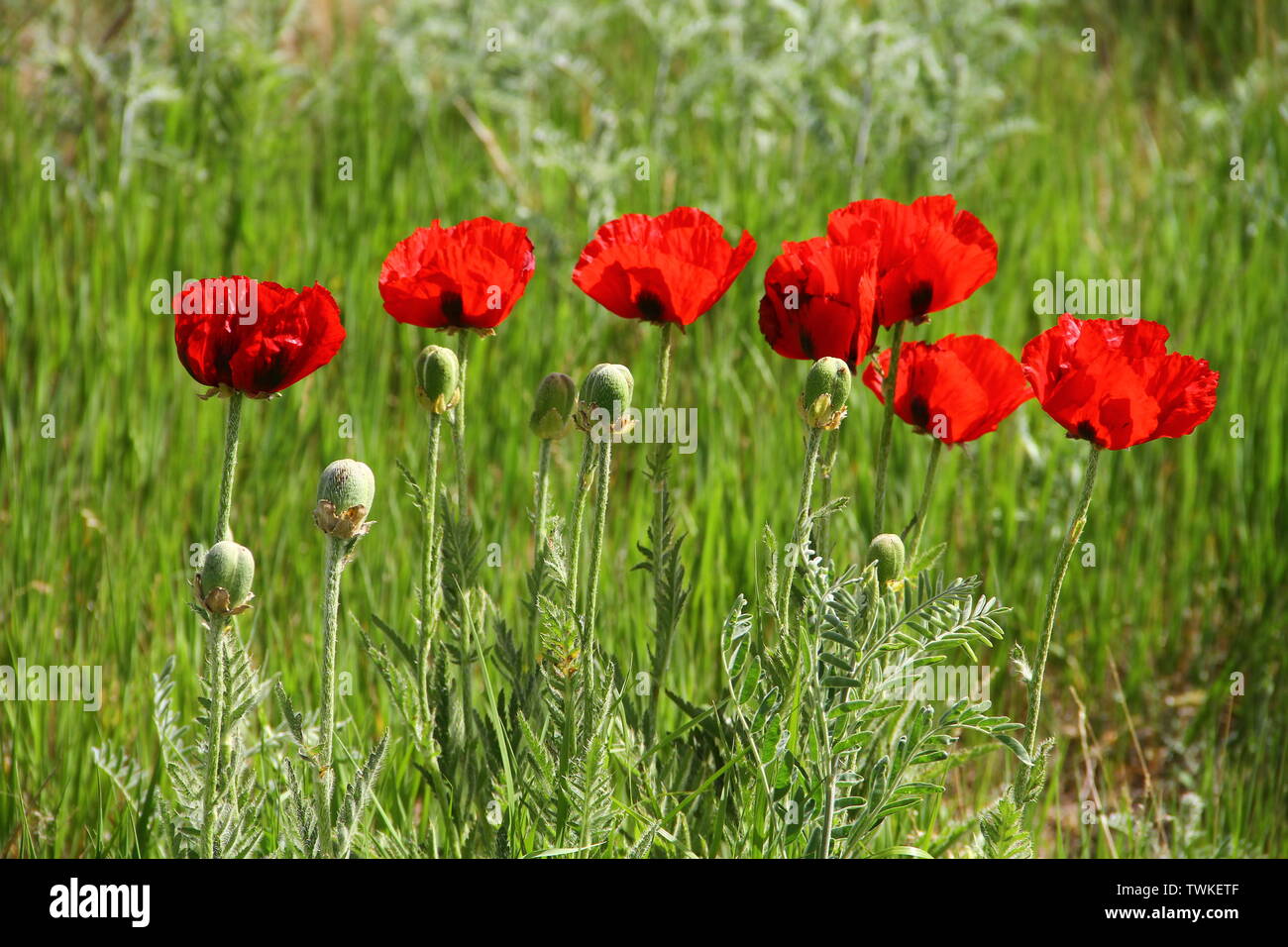red poppy, oriental anemone in plain Stock Photo - Alamy
