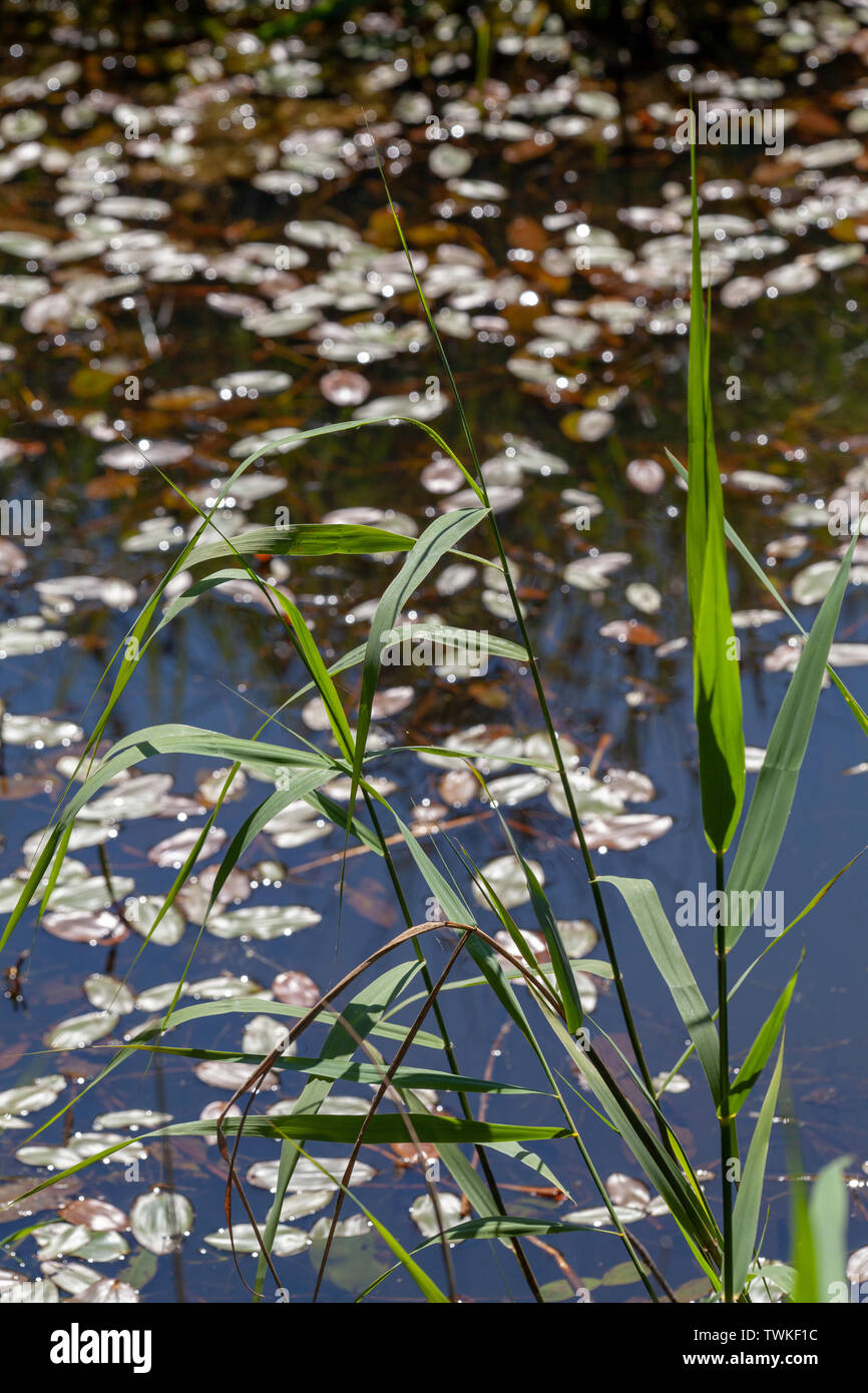 Reed (Phragmites sp. ) stems and leaves growing from the water edge ...