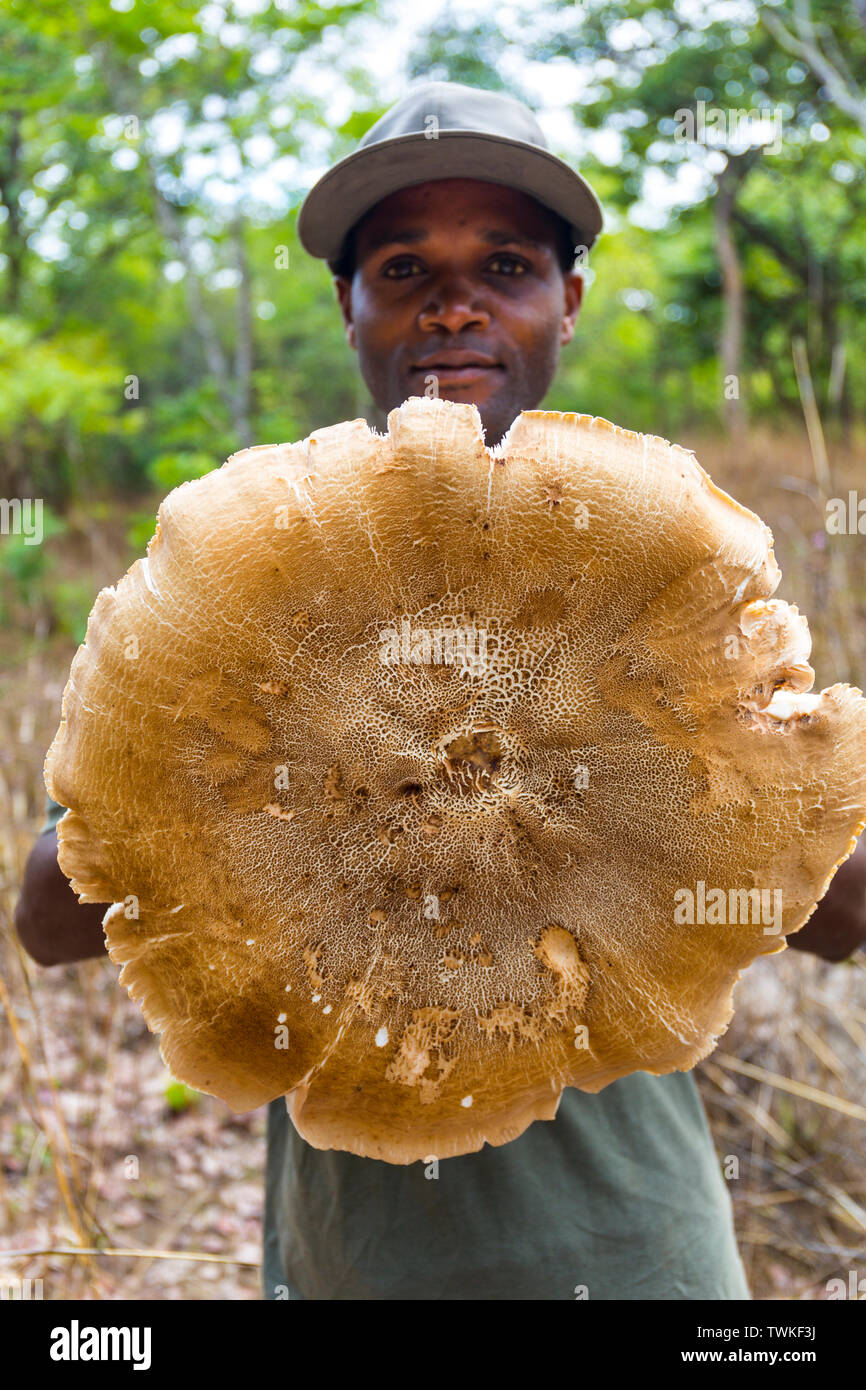 Giant Mushroom, Kasanka National Park, Serenje, Zambia, Africa Stock ...