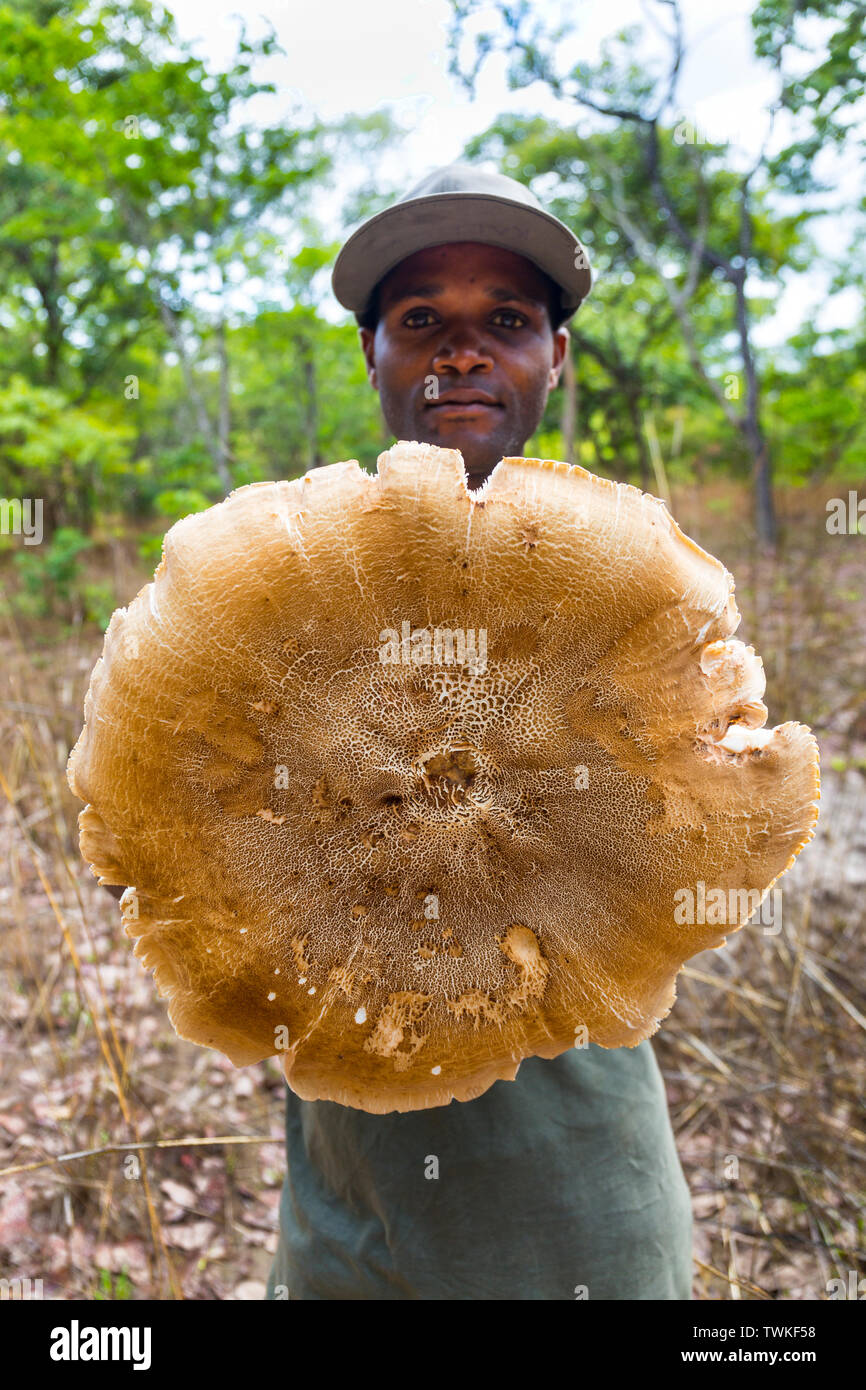 Giant Mushroom, Kasanka National Park, Serenje, Zambia, Africa Stock ...