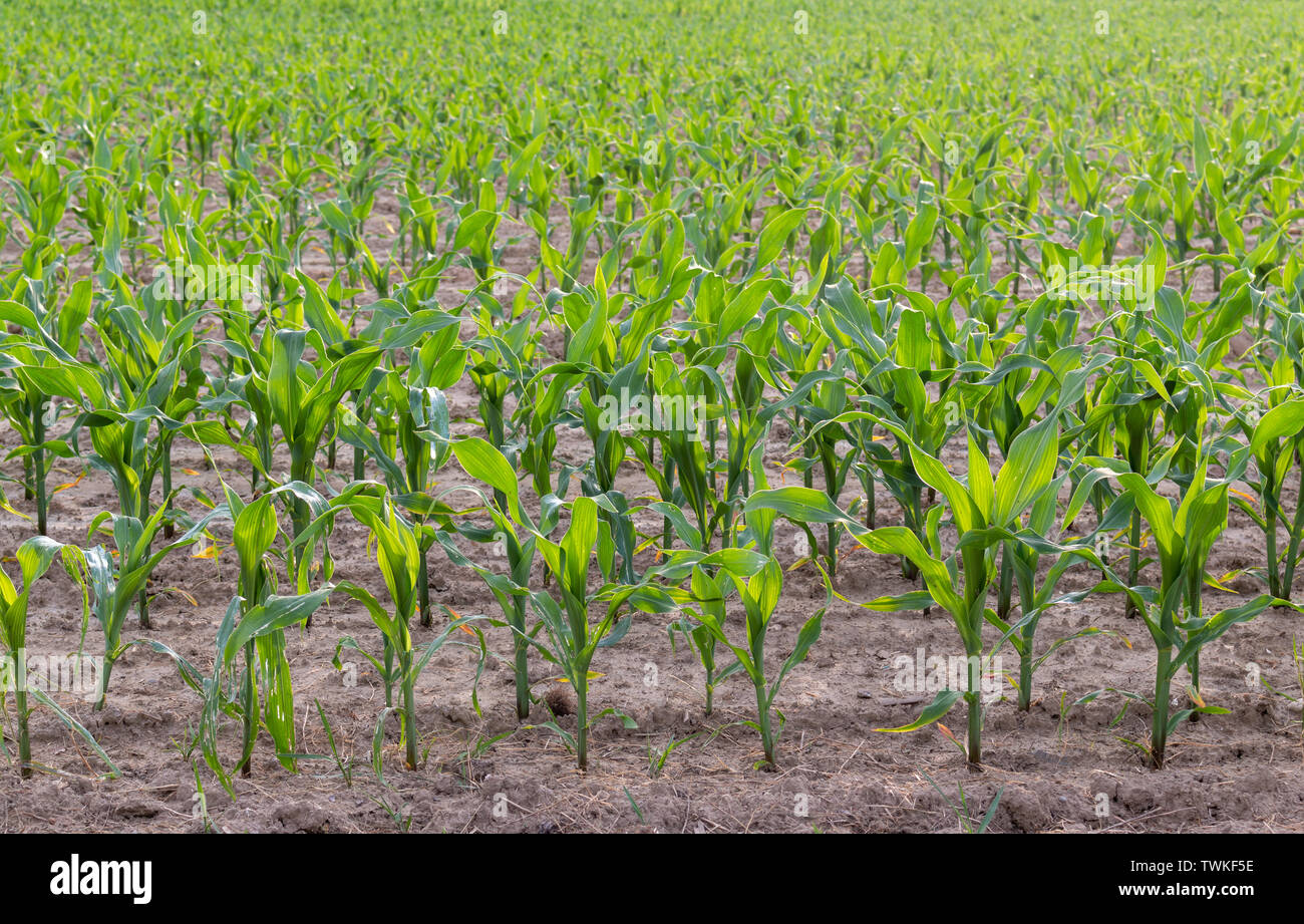 Young corn plants hi-res stock photography and images - Alamy