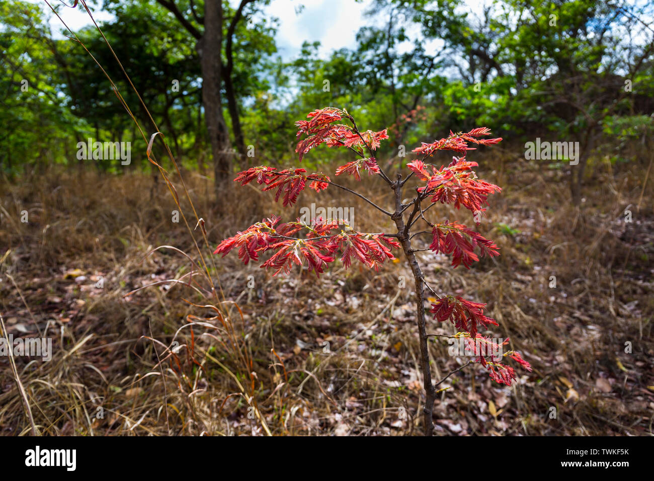 Kasanka National Park, Serenje, Zambia, Africa Stock Photo - Alamy