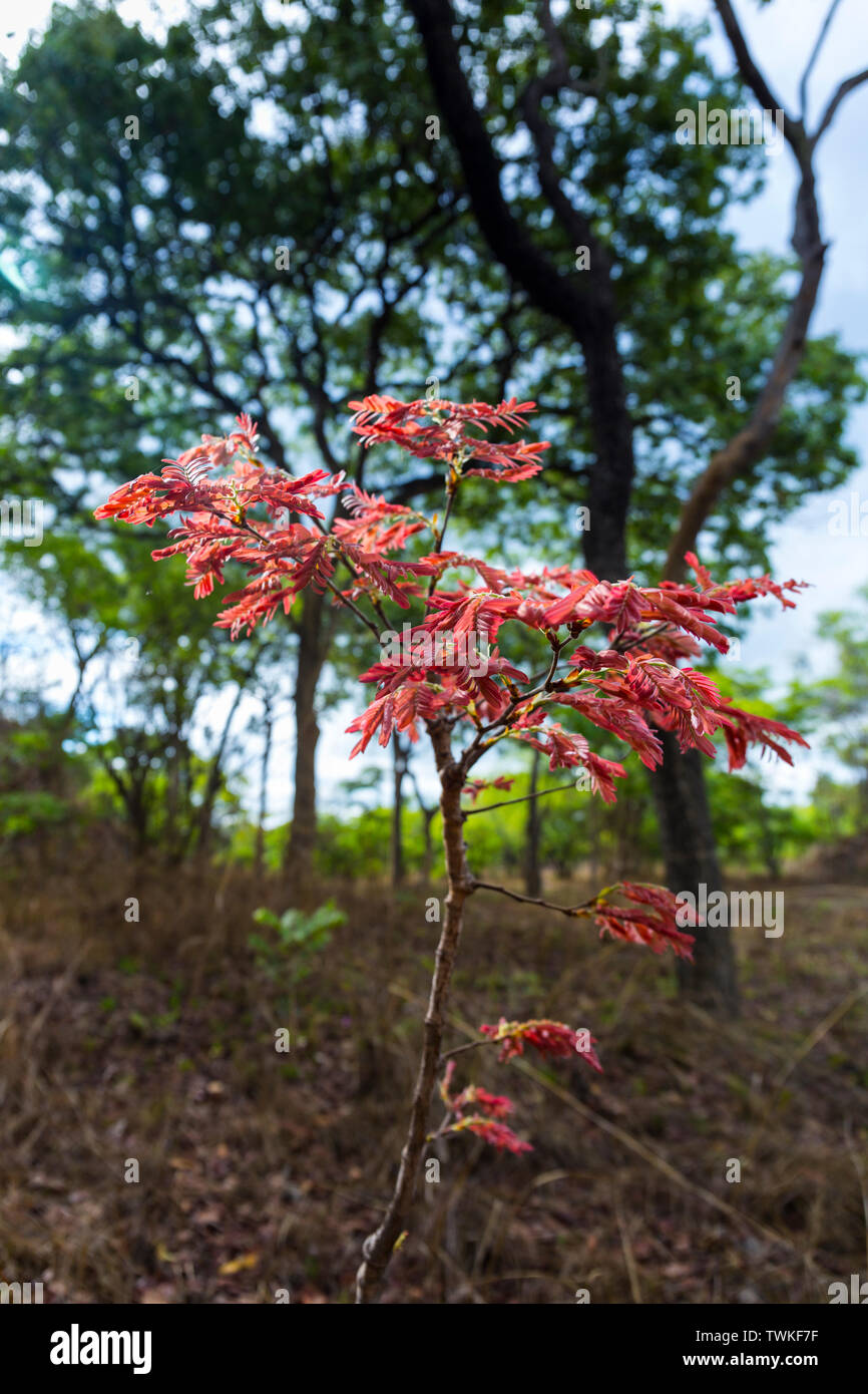 Kasanka National Park, Serenje, Zambia, Africa Stock Photo - Alamy