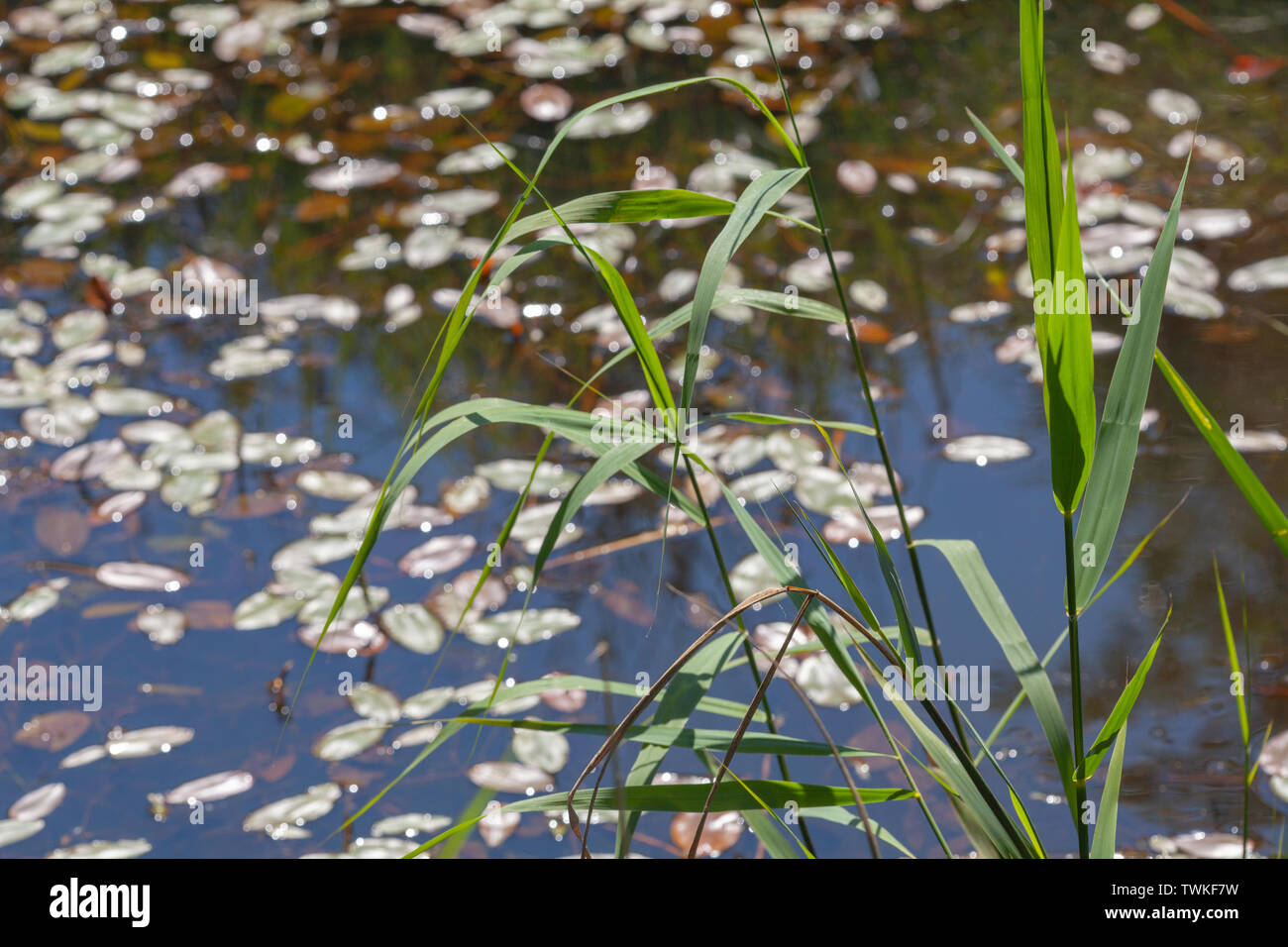 Reed (Phragmites sp. ) stems and leaves growing from the water edge ...