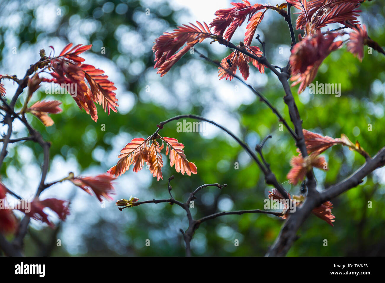 Kasanka National Park, Serenje, Zambia, Africa Stock Photo - Alamy