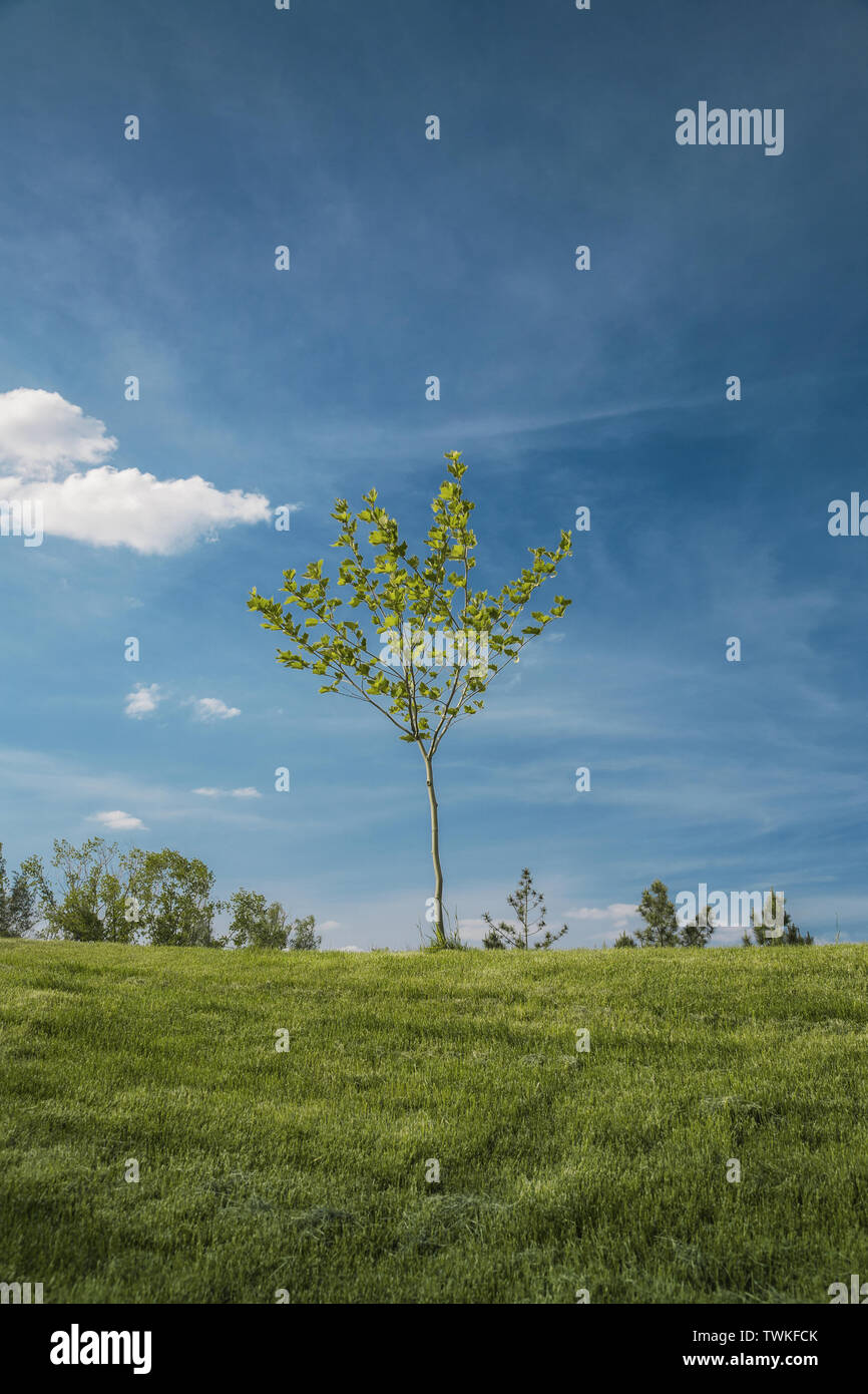 Lonely tree on a hill, natural landscape Stock Photo - Alamy
