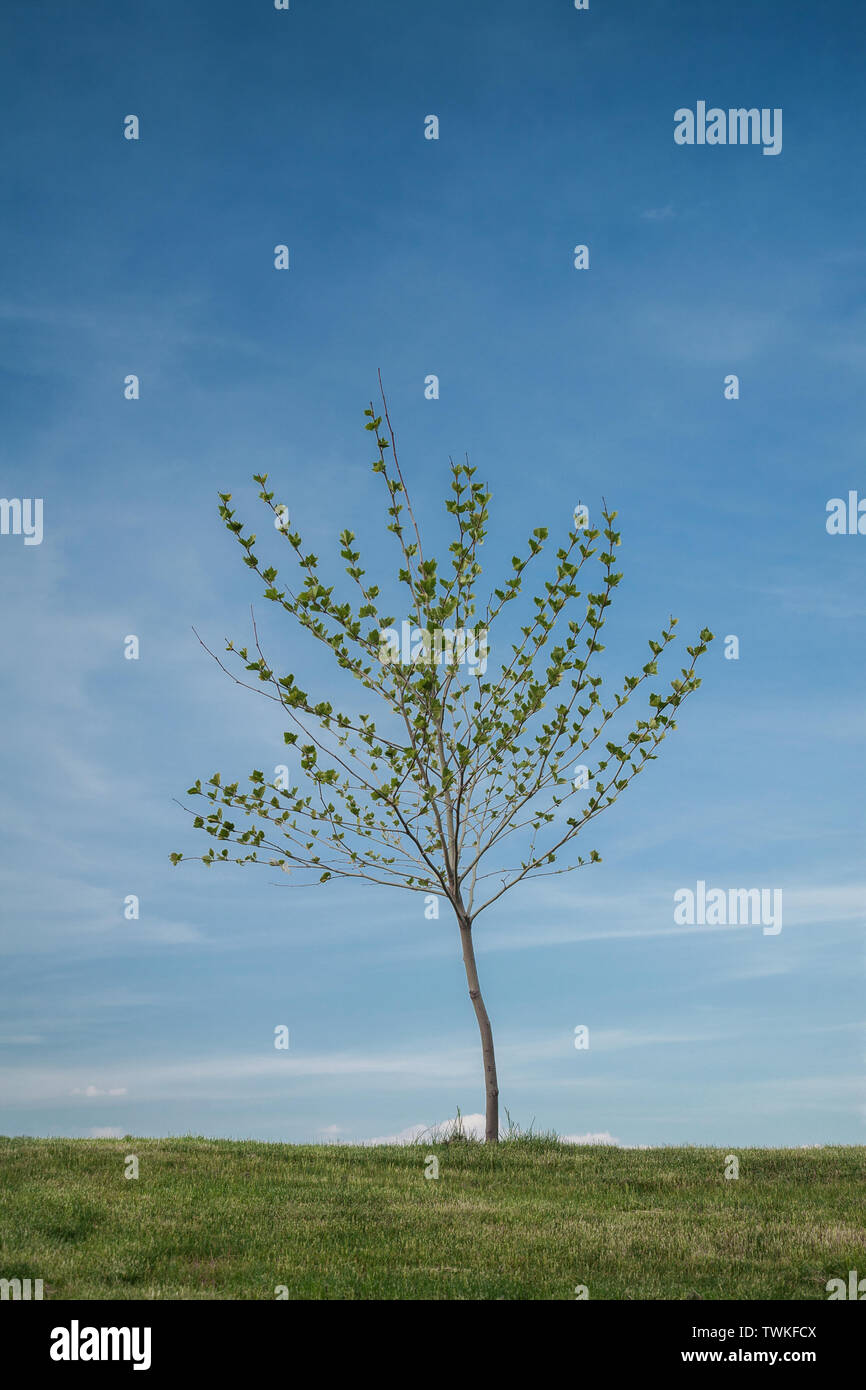 Lonely tree on a hill hi-res stock photography and images - Alamy