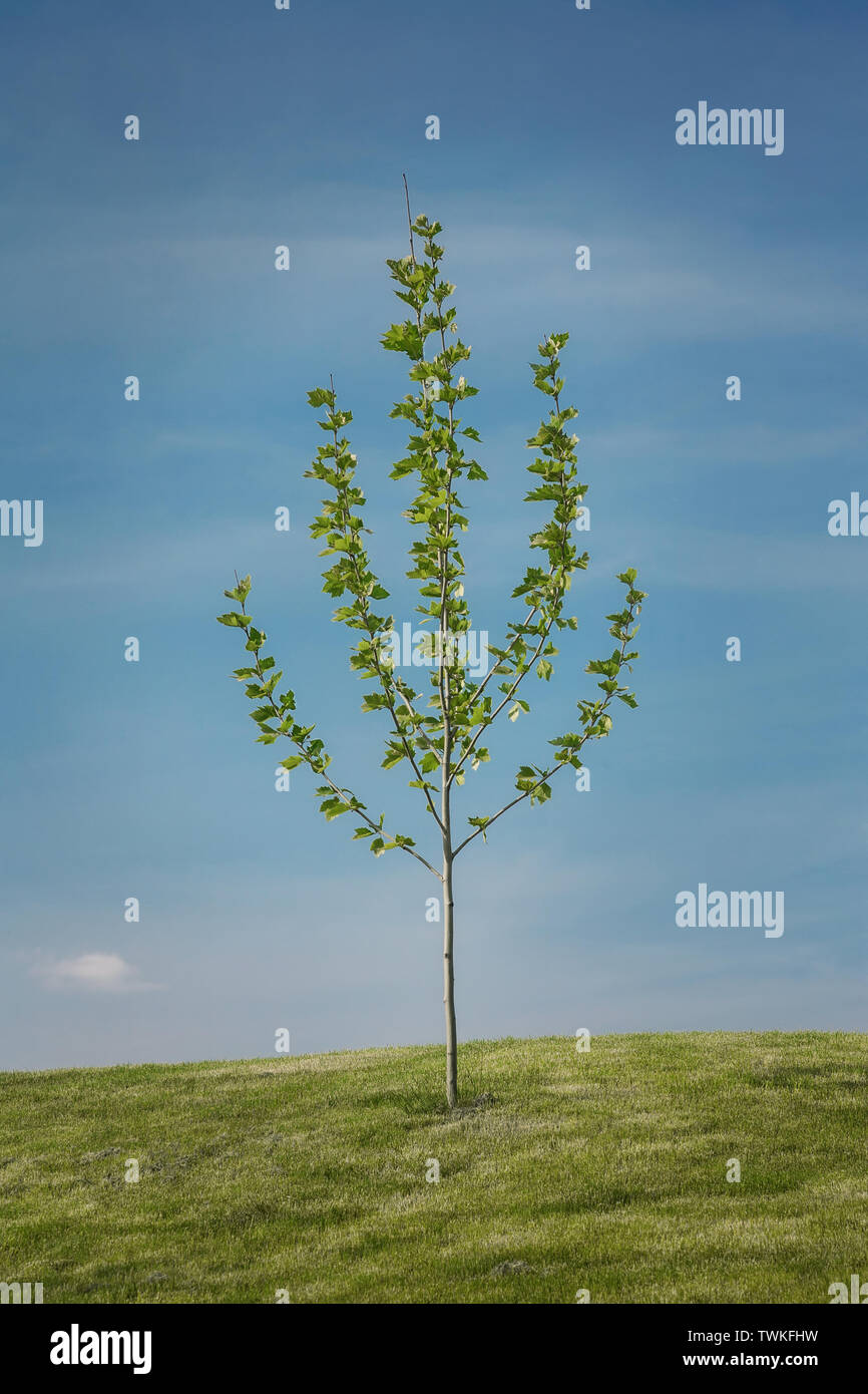 Lonely tree on a hill, natural landscape Stock Photo - Alamy