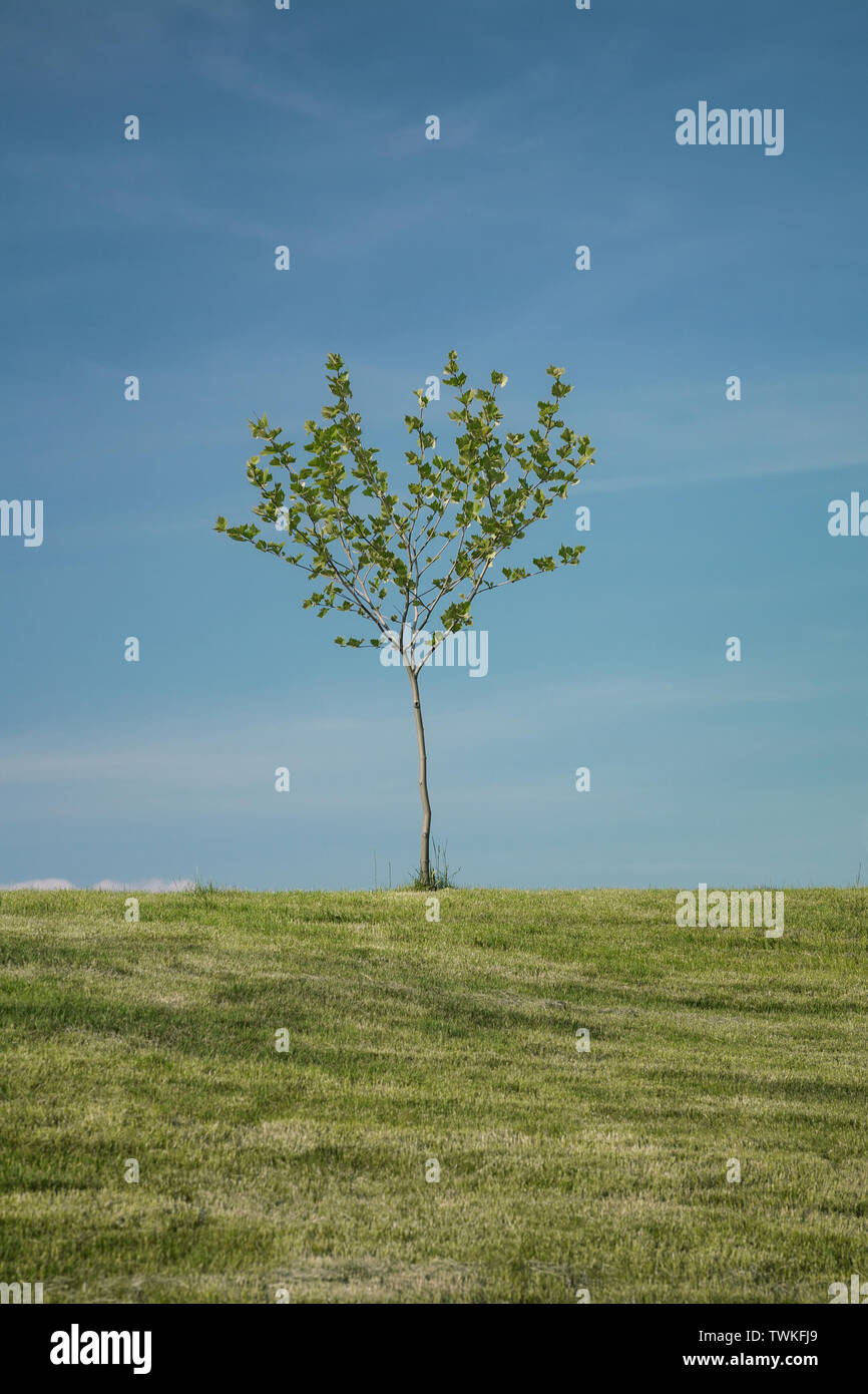 Lonely tree on a hill, natural landscape Stock Photo - Alamy