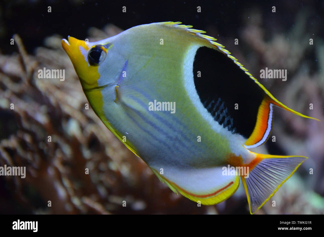 Tropical fish in aquarium, Berlin Stock Photo - Alamy