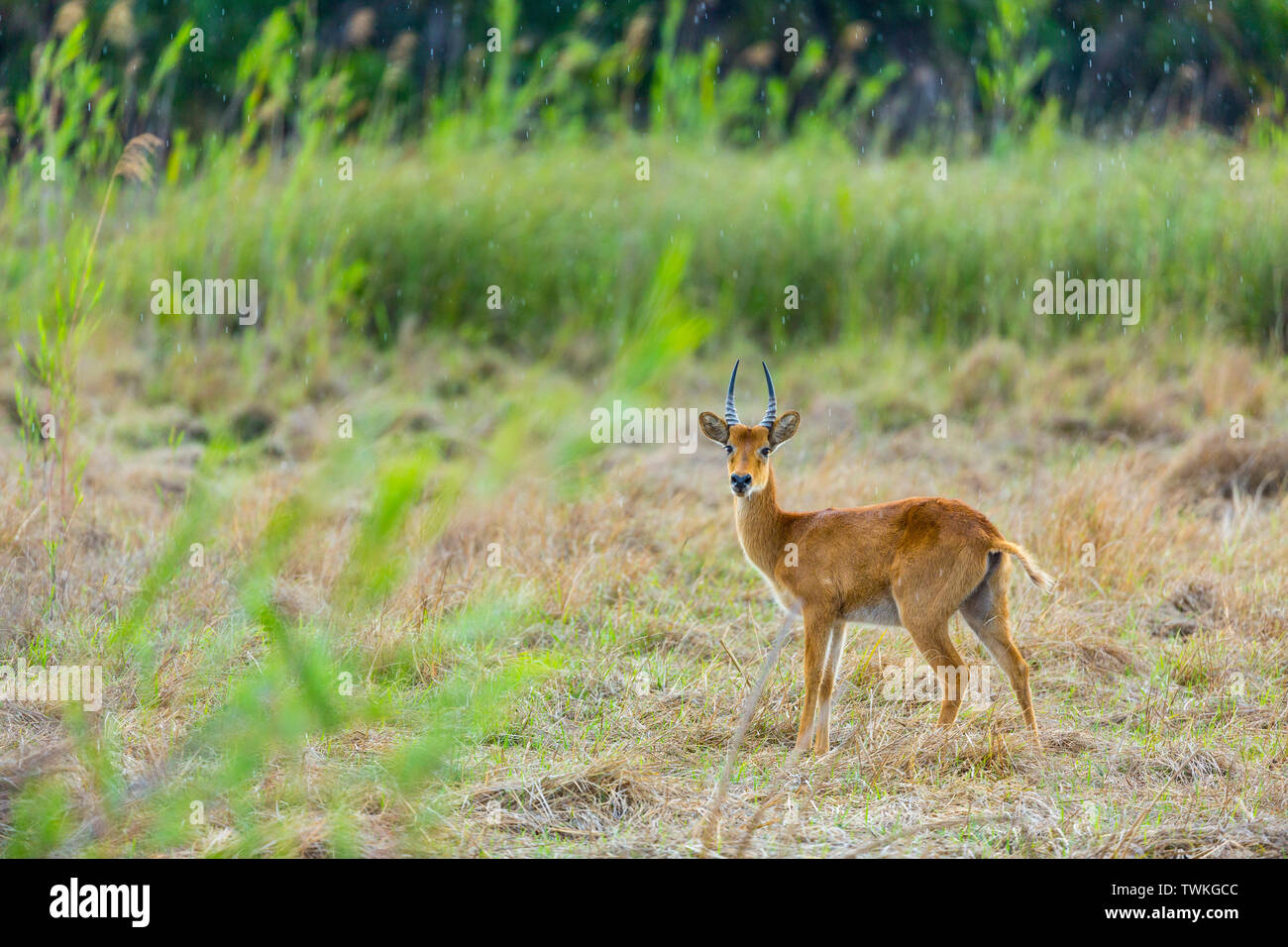 Puku (Kobus vardonii), Kasanka National Park, Serenje, Zambia, Africa ...