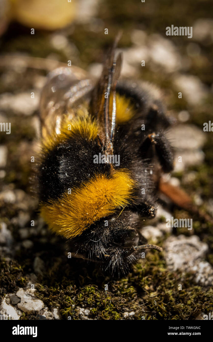Dead Bumblebee macro close up, front view Stock Photo - Alamy