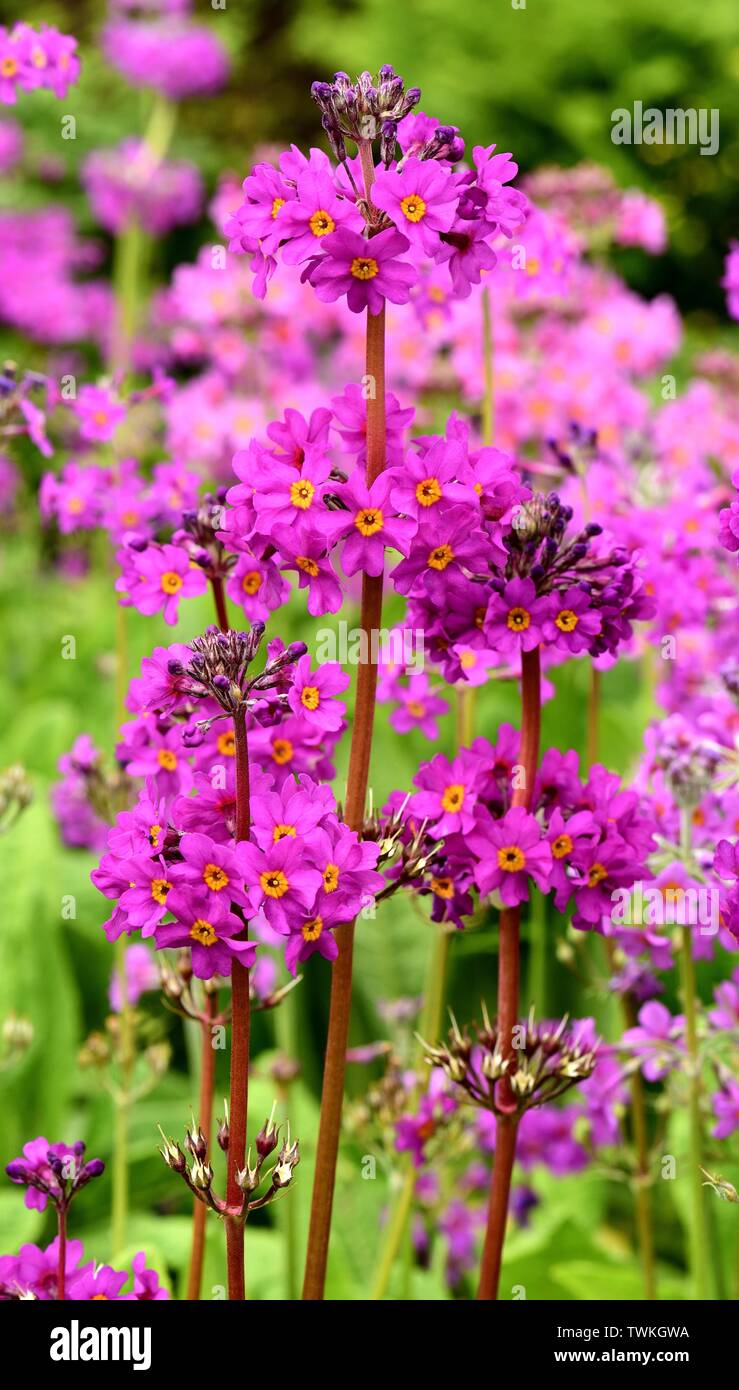 The delicate pink flowers of Bee's Primrose Stock Photo - Alamy