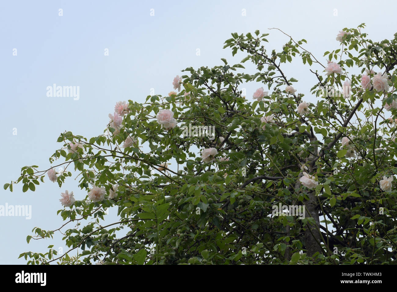 rambling or climbing rose "Madame Alfred Carriére" with soft pink ...