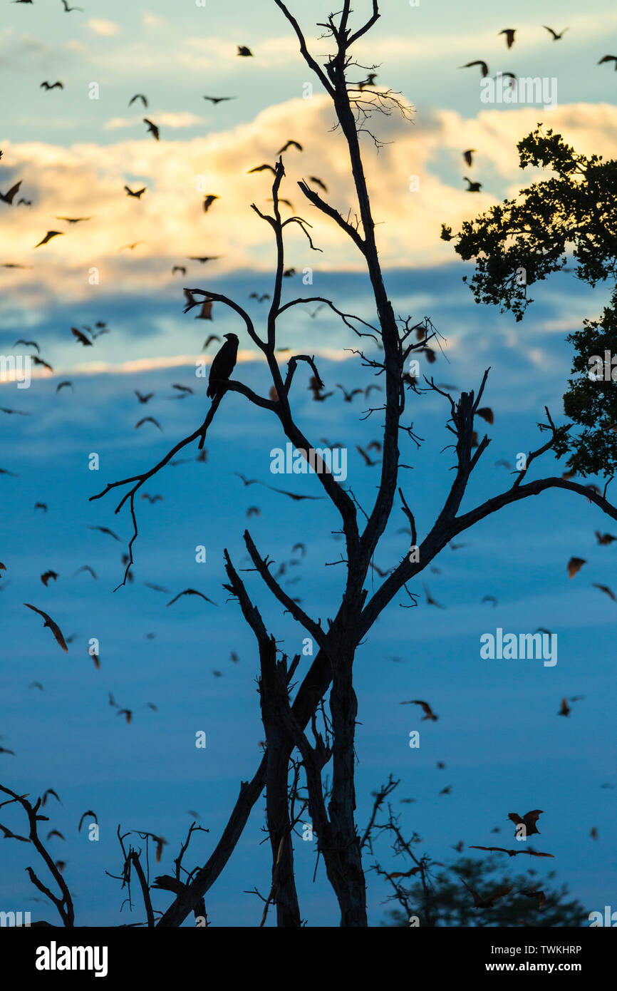 Raptor waiting to hunt, Kasanka Bat migration, Kasanka National Park ...
