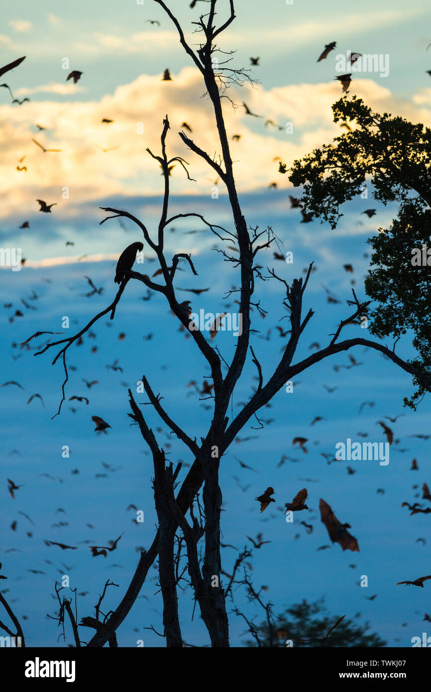 Raptor waiting to hunt, Kasanka Bat migration, Kasanka National Park ...