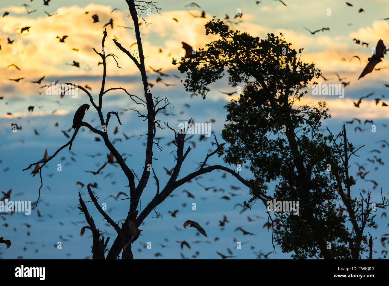 Raptor waiting to hunt, Kasanka Bat migration, Kasanka National Park ...