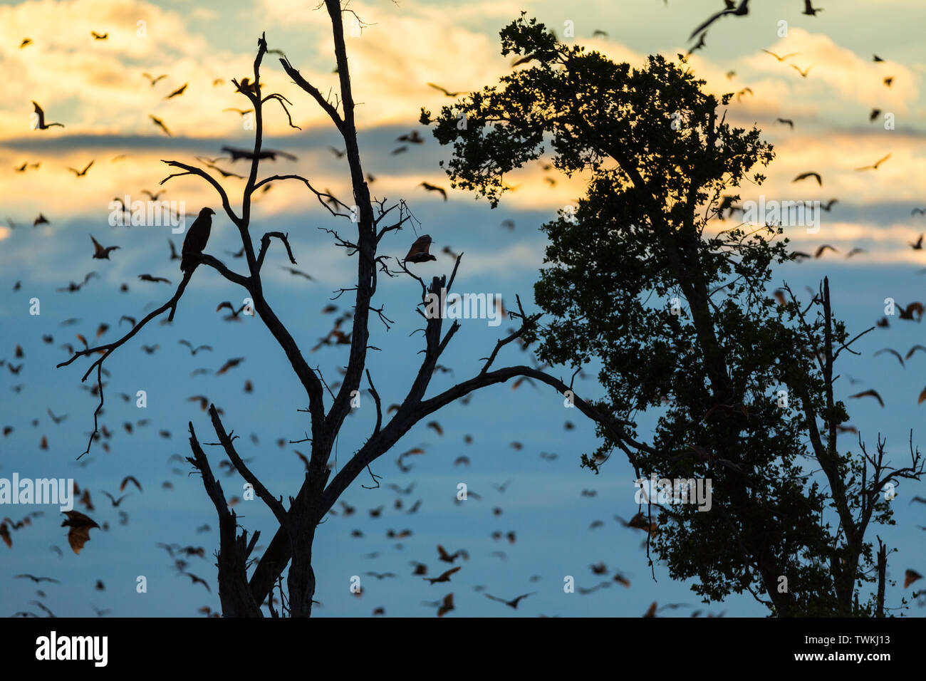 Raptor waiting to hunt, Kasanka Bat migration, Kasanka National Park ...
