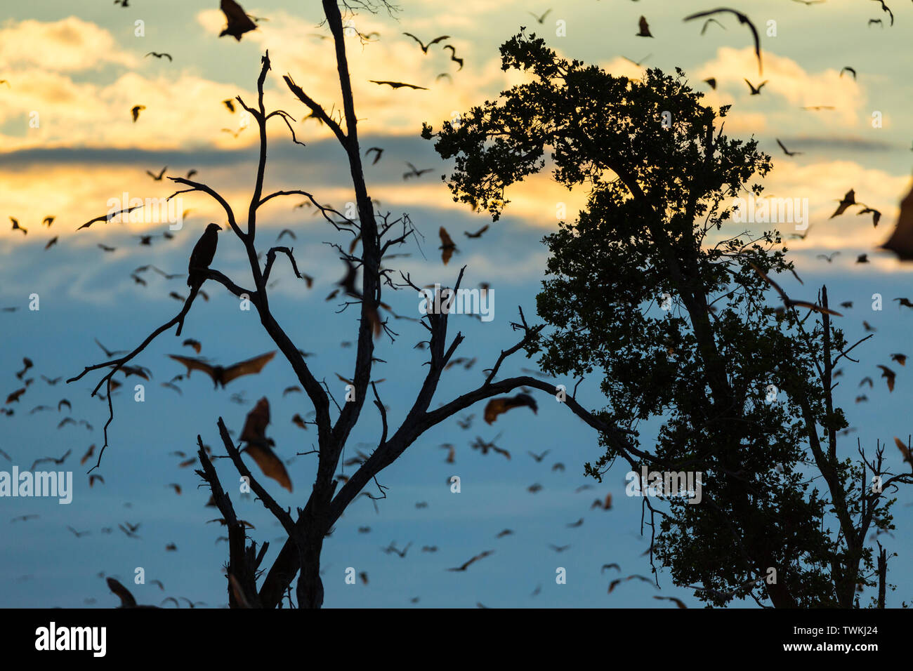 Raptor waiting to hunt, Kasanka Bat migration, Kasanka National Park ...