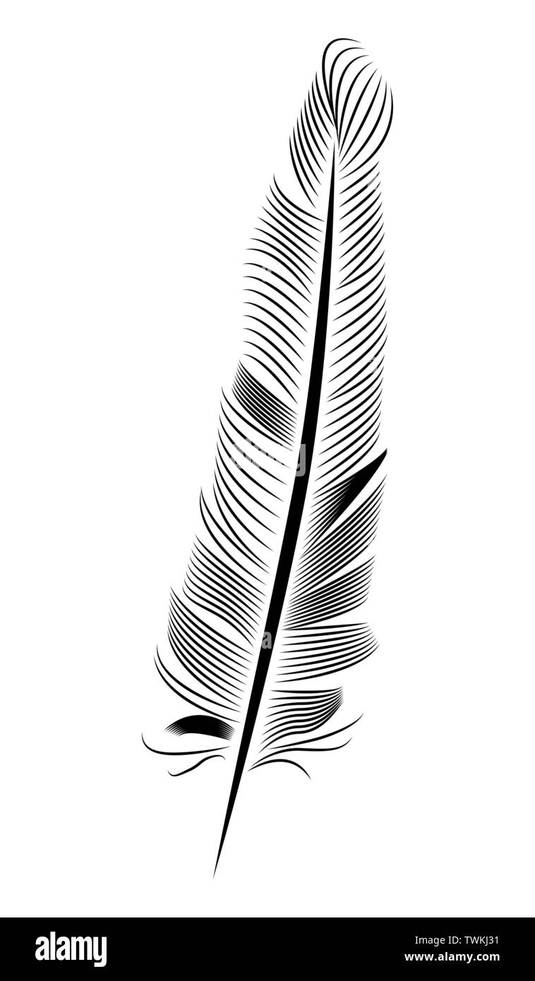 feather illustration, drawing, engraving, ink line art Stock Vector ...