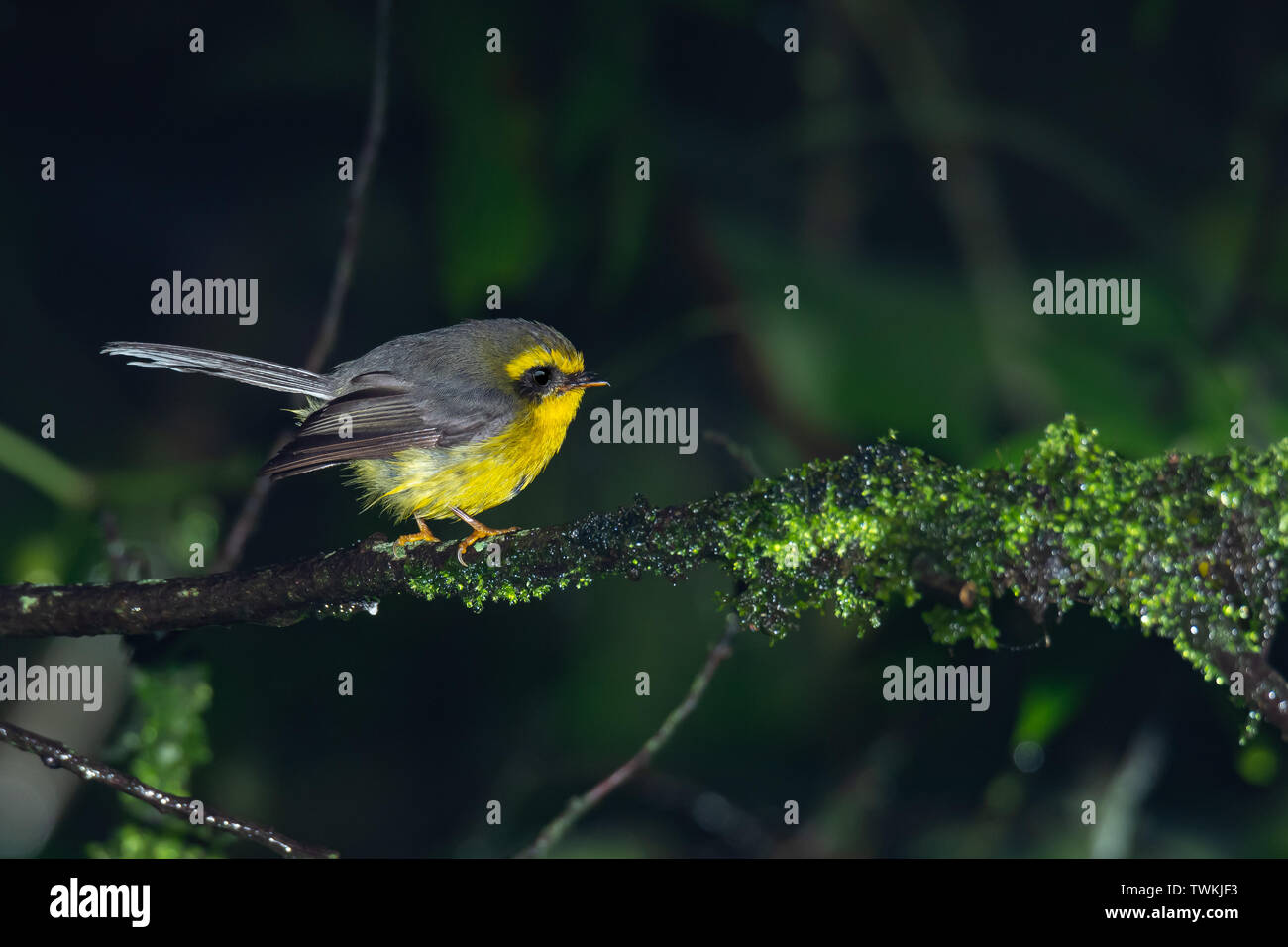 Yellow bellied fantail hi-res stock photography and images - Alamy