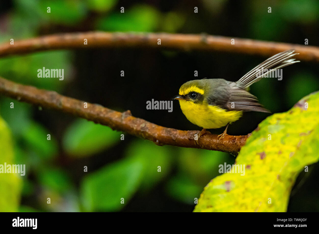 Cute and beautiful Yellow-bellied Fairy-fantail perching on a perch ...