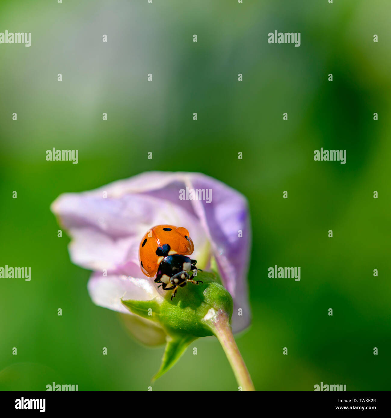 Macro shot of a ladybug (Coccinellidae) on the pale pink blossom of a ...