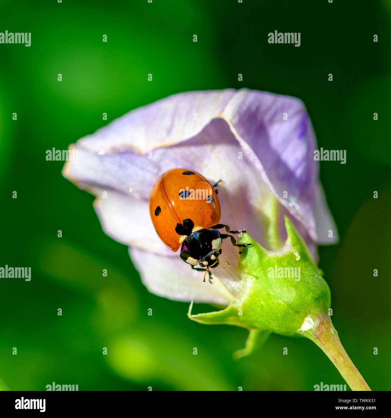 Macro shot of a ladybug (Coccinellidae) on the pale pink blossom of a ...