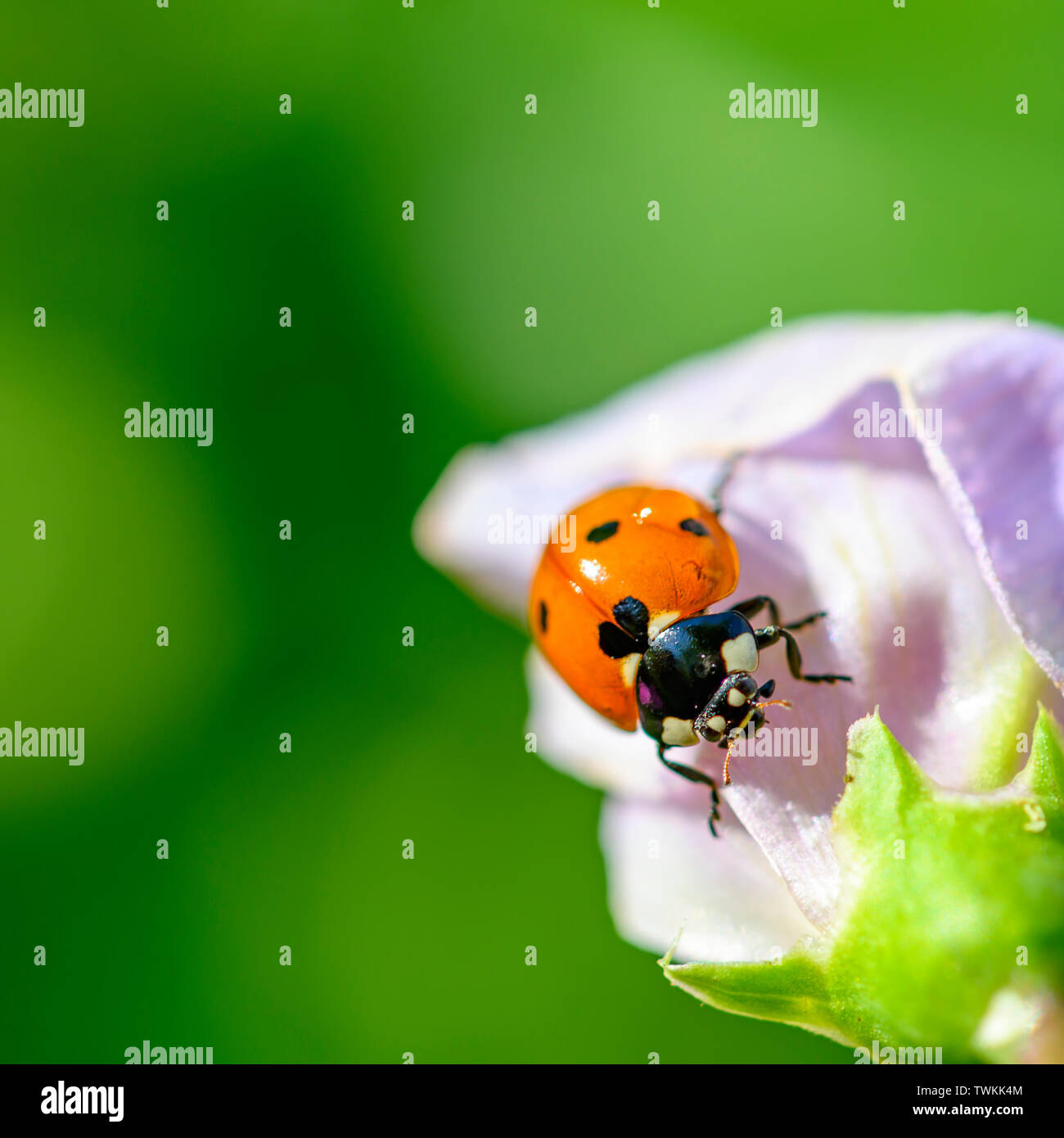 Macro shot of a ladybug (Coccinellidae) on the pale pink blossom of a ...