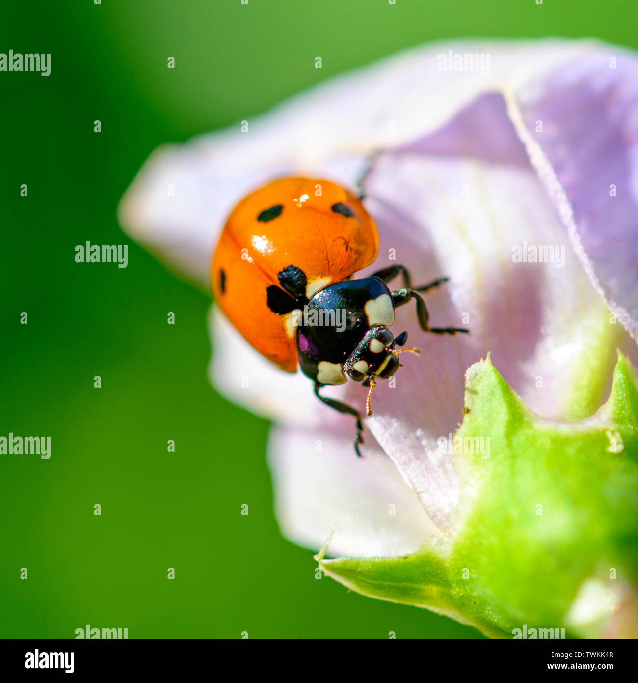 Macro shot of a ladybug (Coccinellidae) on the pale pink blossom of a ...