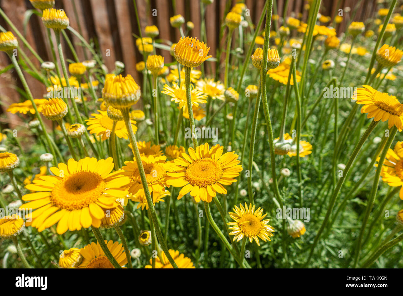 Anthemis summer hi-res stock photography and images - Alamy