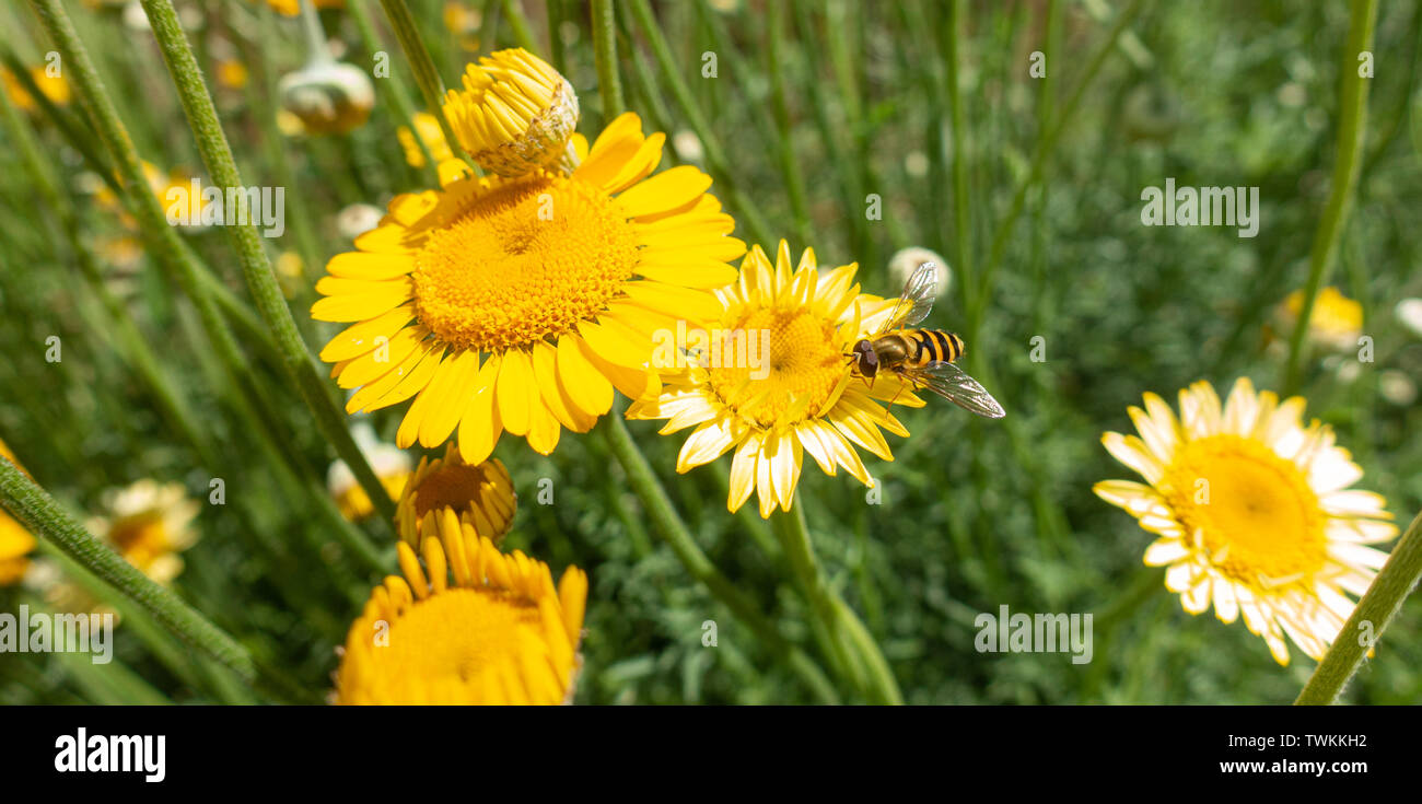 Close up view of yellow anthemis flowers in a garden Stock Photo - Alamy