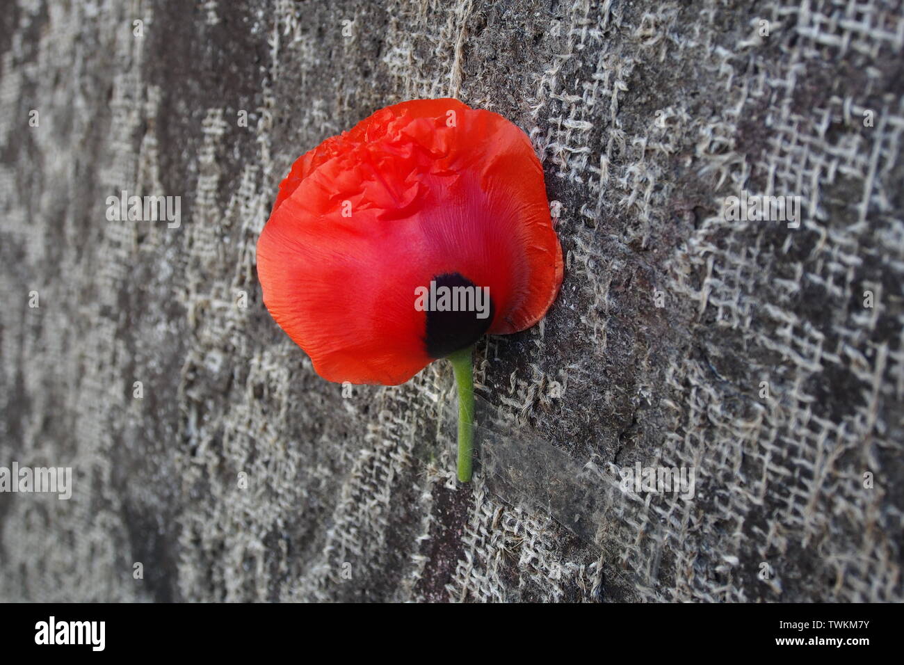 lost lonely flower on the wall Stock Photo - Alamy