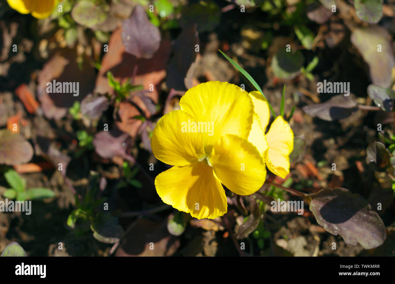 yellow flower at spring Stock Photo - Alamy