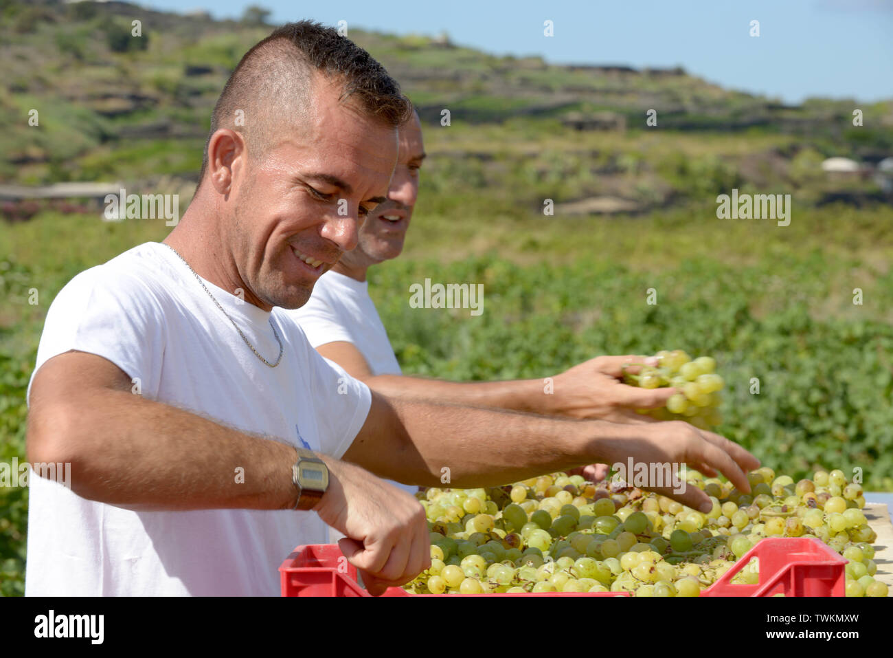 Passito grape hi-res stock photography and images - Alamy
