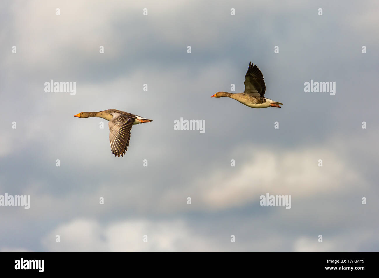 Two gray geese fly in the clouds. Photographed at the height of the ...