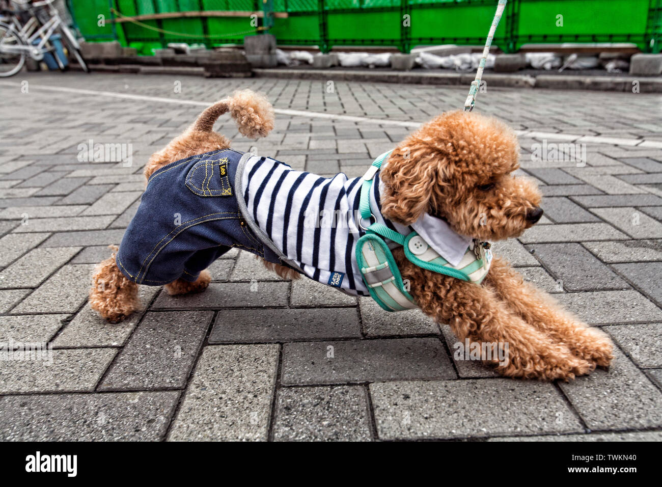 Dog dressed as hi-res stock photography and images - Alamy