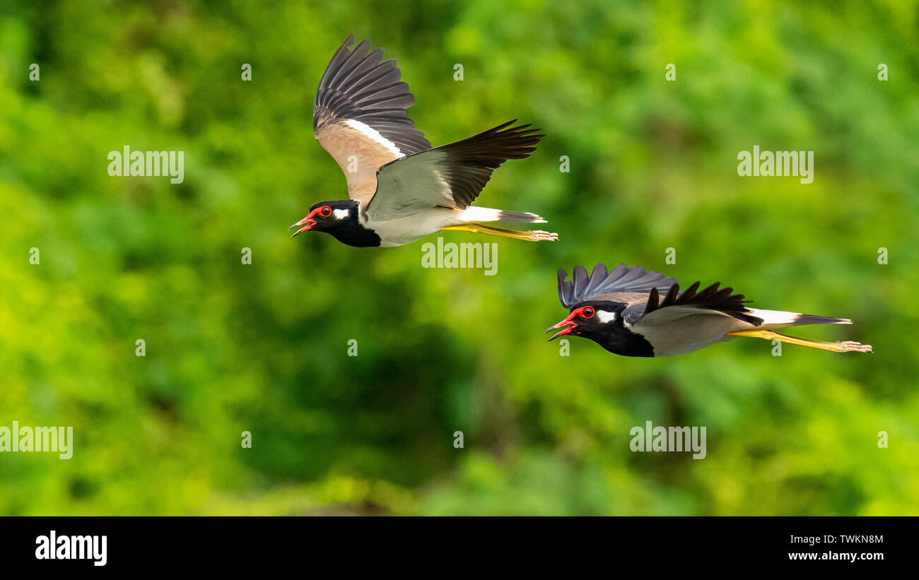 Two Red-Wattled Lapwing in flight with blur green tree background Stock ...