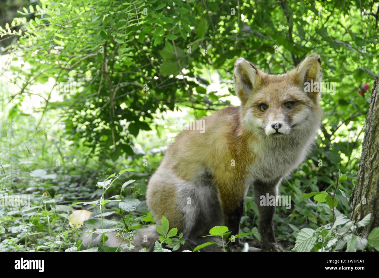red fox under a tree Stock Photo - Alamy