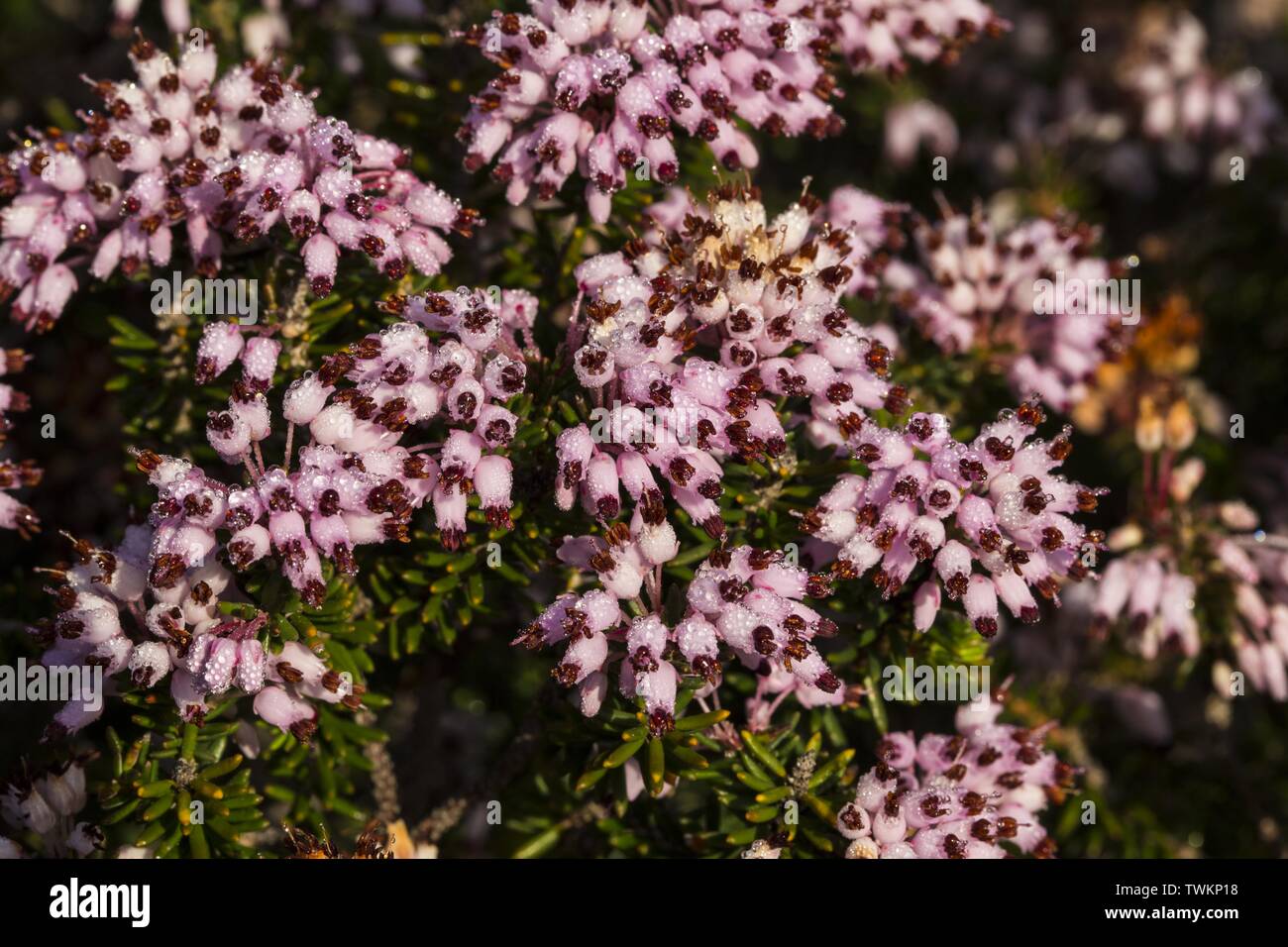 Mediterranean heath, Erica multiflora Stock Photo - Alamy