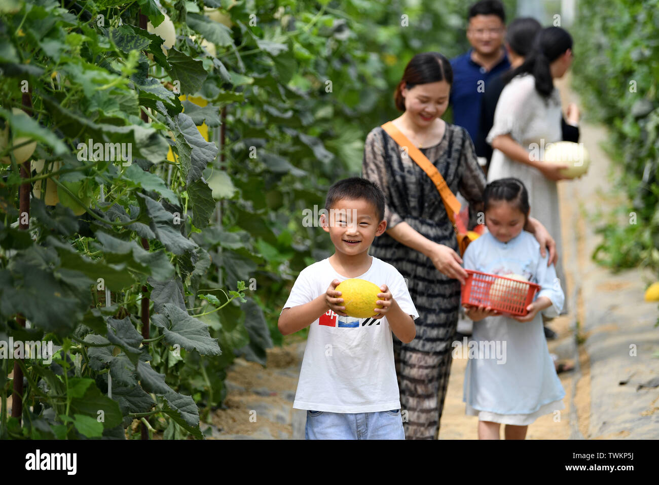 Feixi, China's Anhui Province. 21st June, 2019. Tourists pick fruits in ...