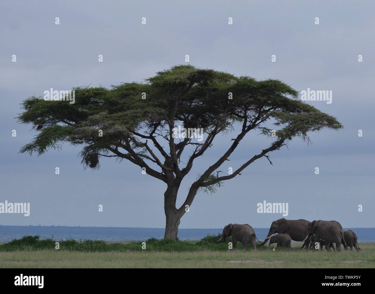 Elephants under tree hi-res stock photography and images - Alamy