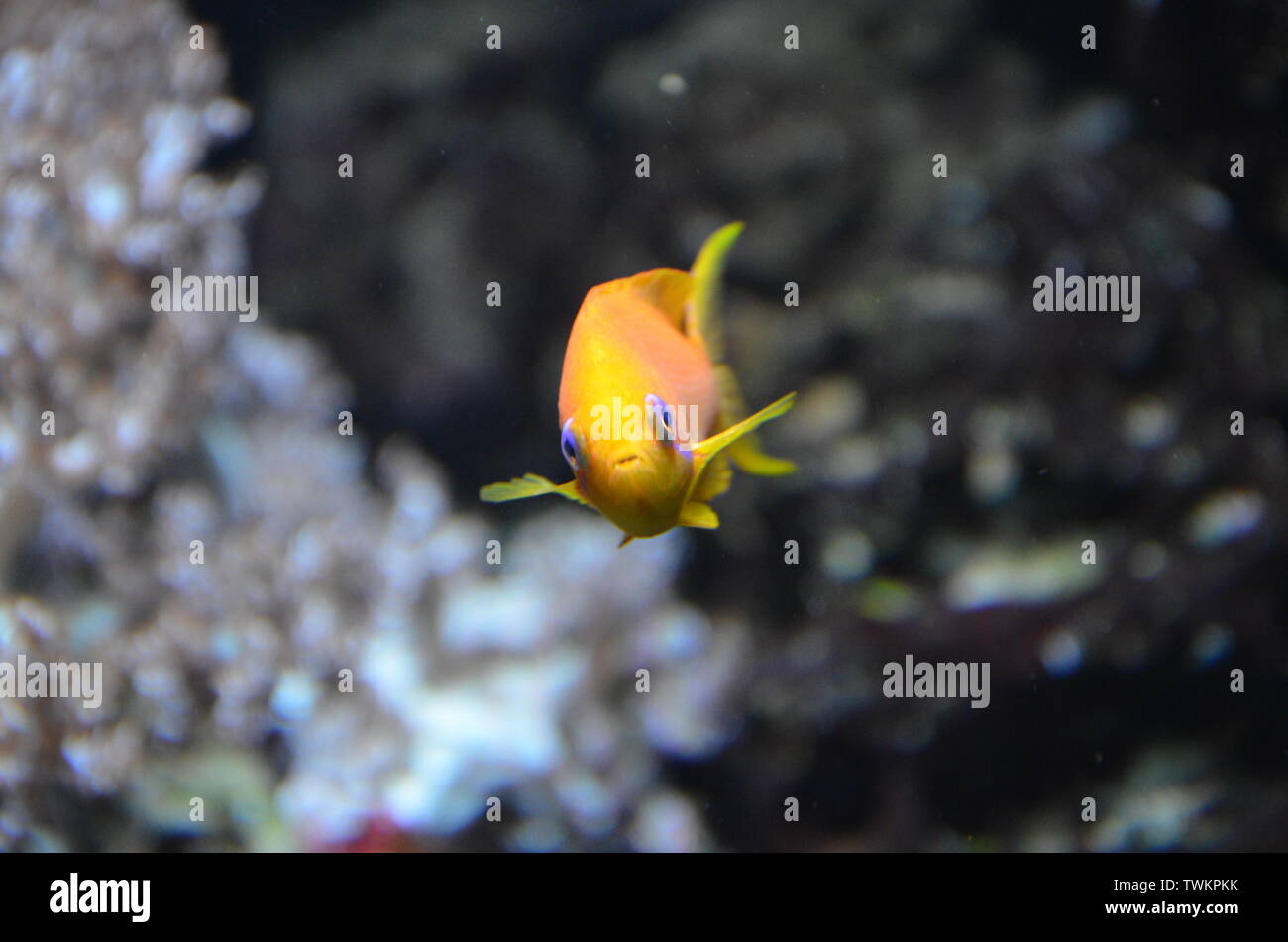 Tropical fish in aquarium, Berlin Stock Photo - Alamy