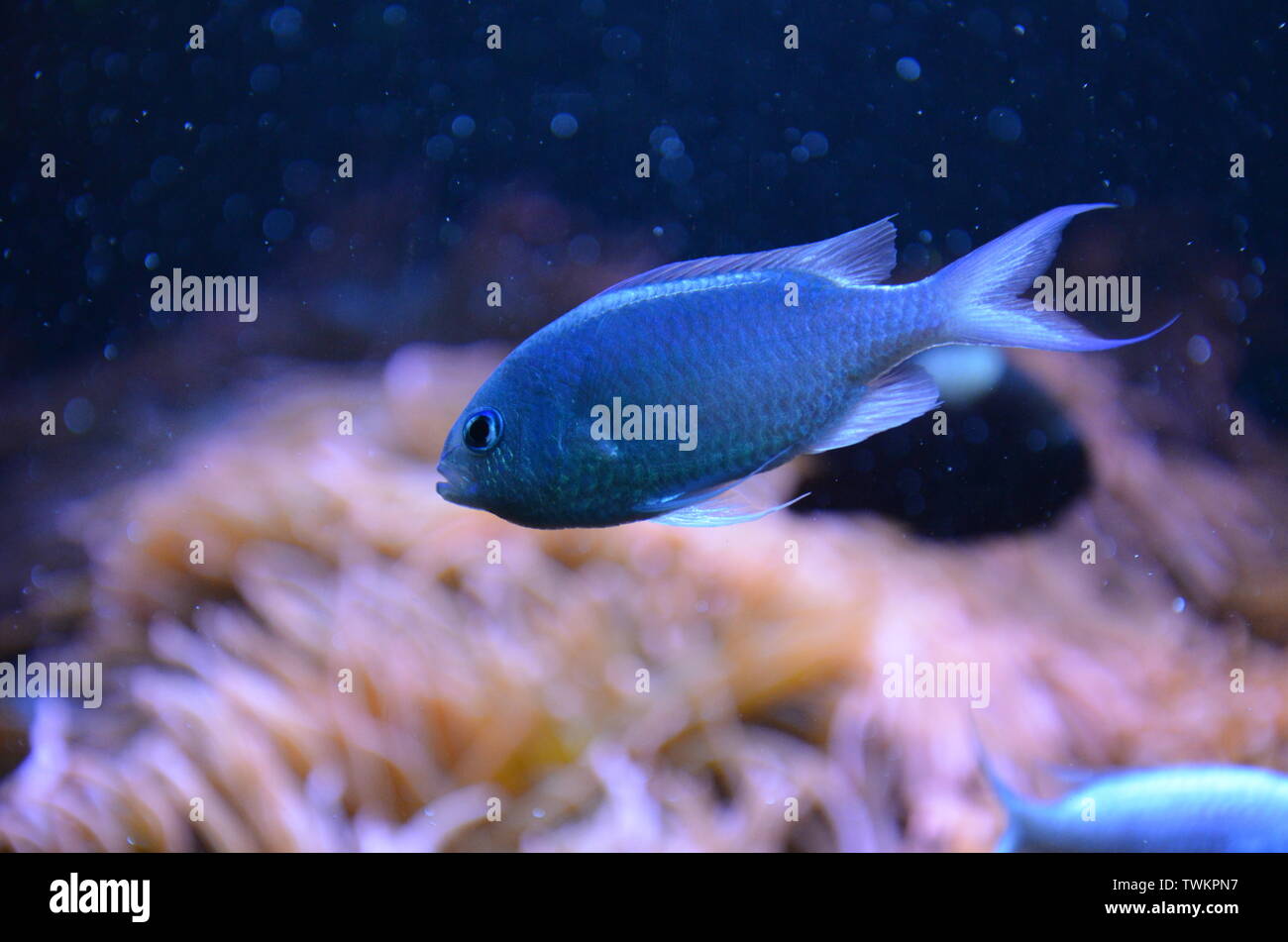 Tropical fish in aquarium, Berlin Stock Photo - Alamy