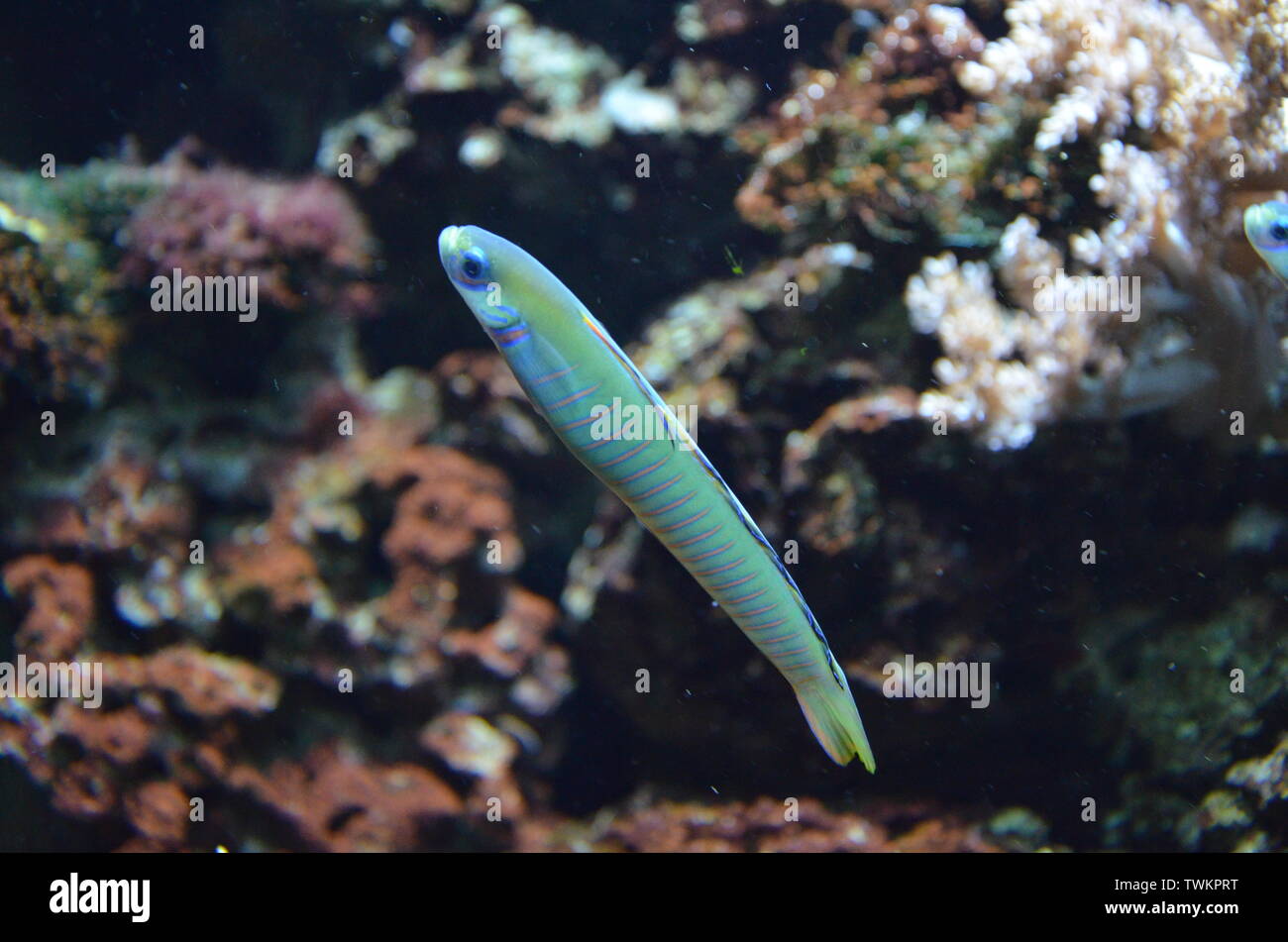 Tropical fish in aquarium, Berlin Stock Photo - Alamy