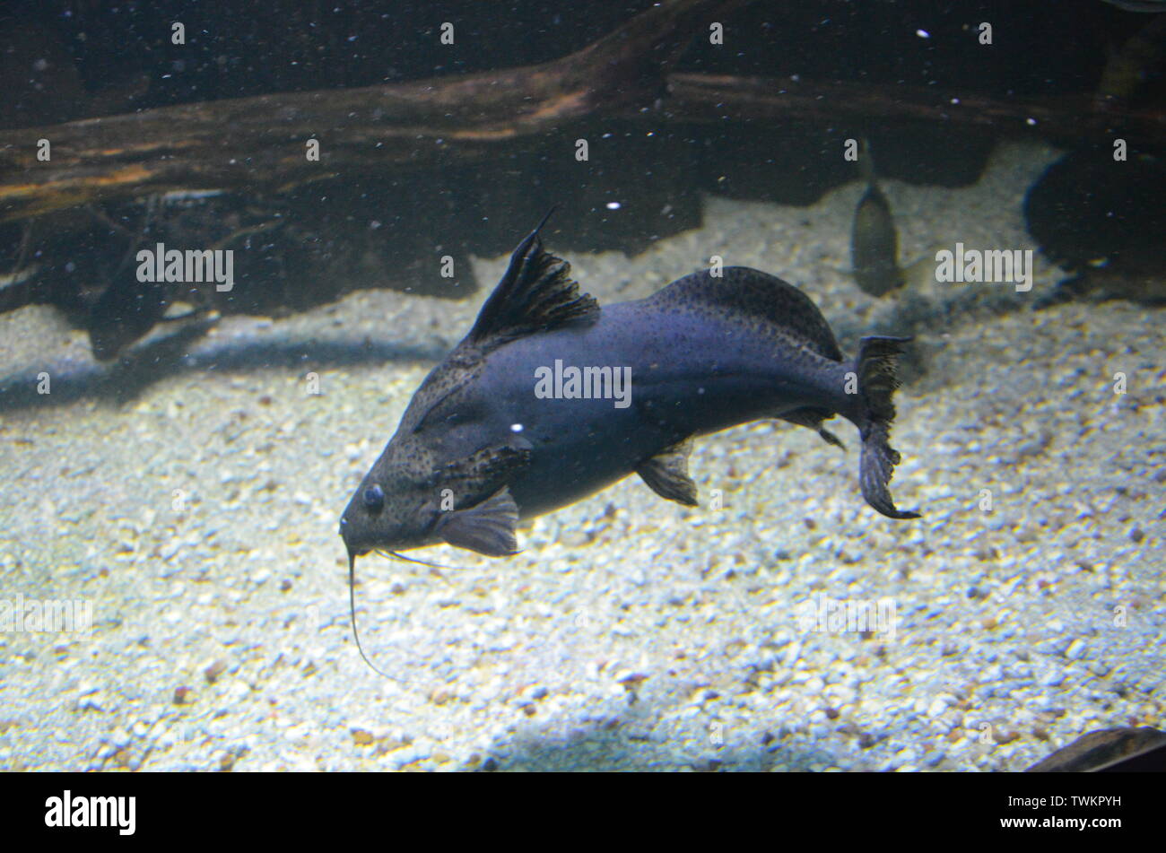Tropical fish in aquarium, Berlin Stock Photo - Alamy